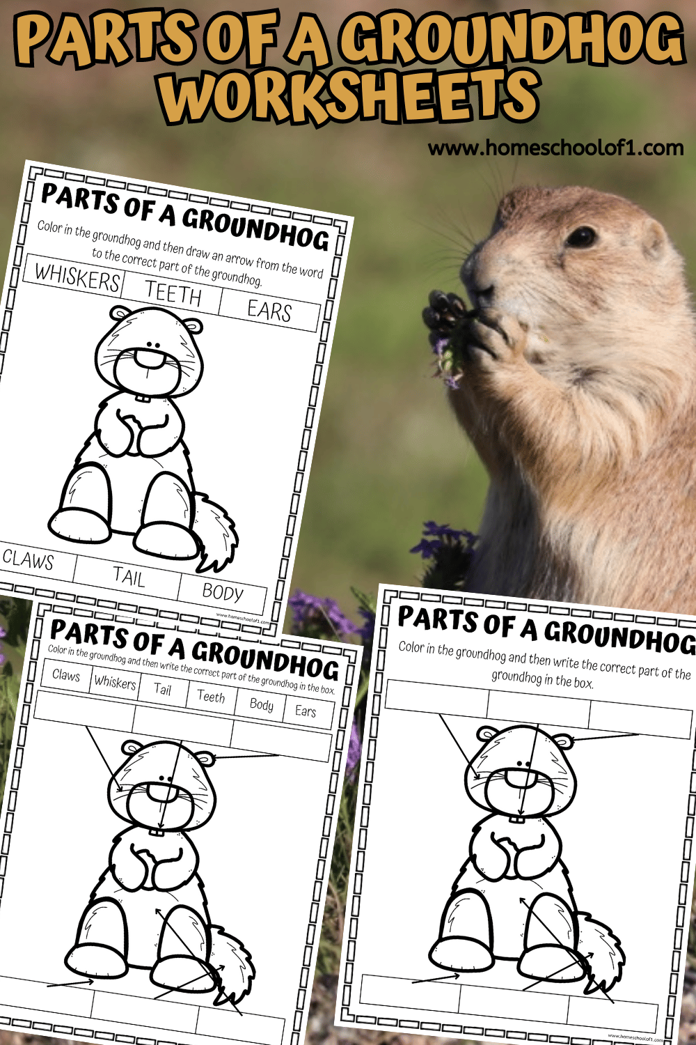Get your free parts of a groundhog worksheets here!