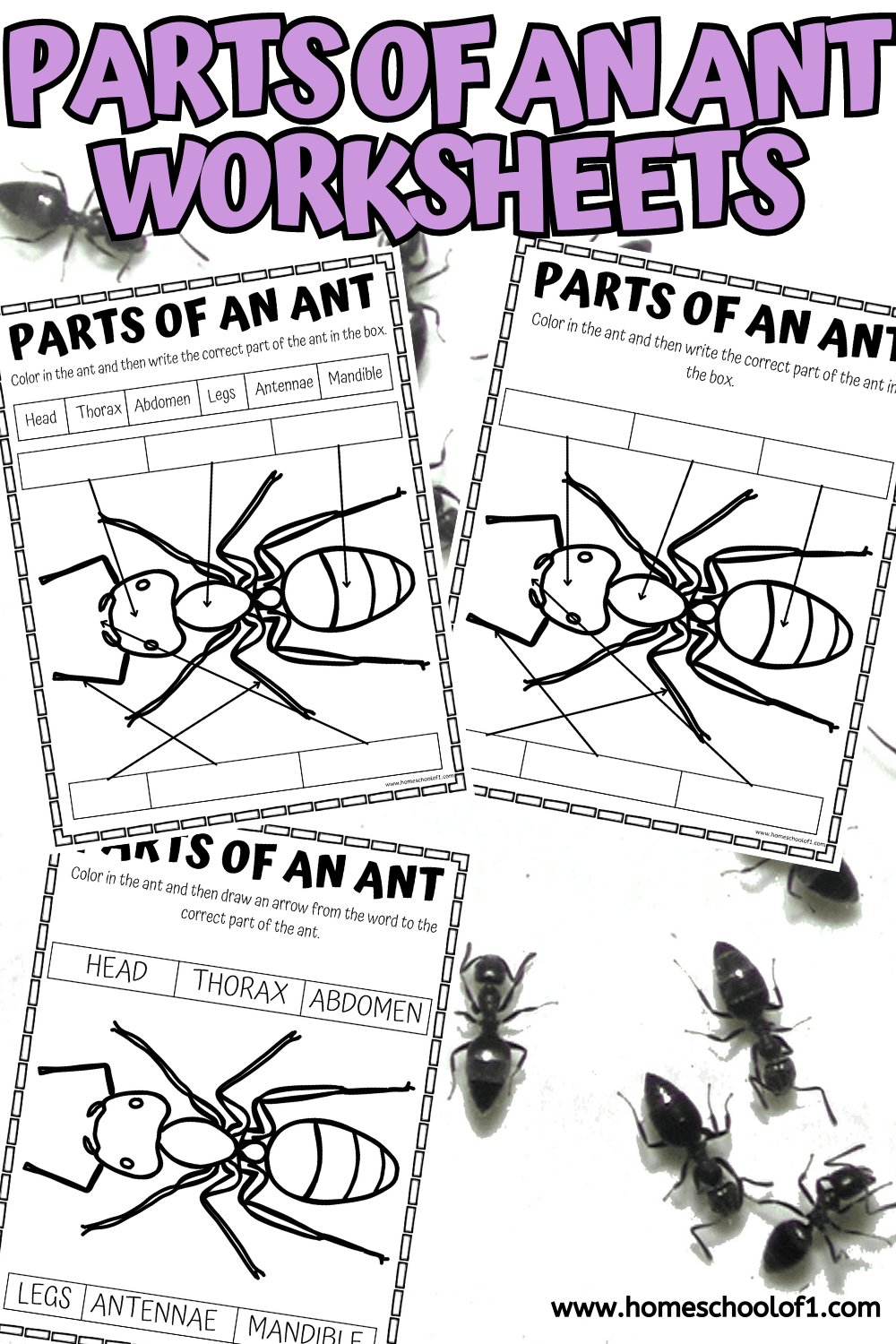Get your free parts of an ant worksheets here!