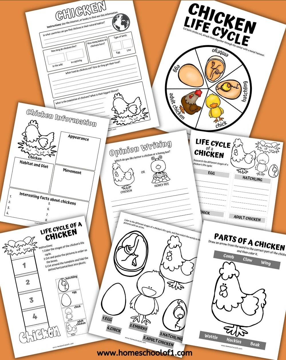 Get your free life cycle of a chicken worksheets here!