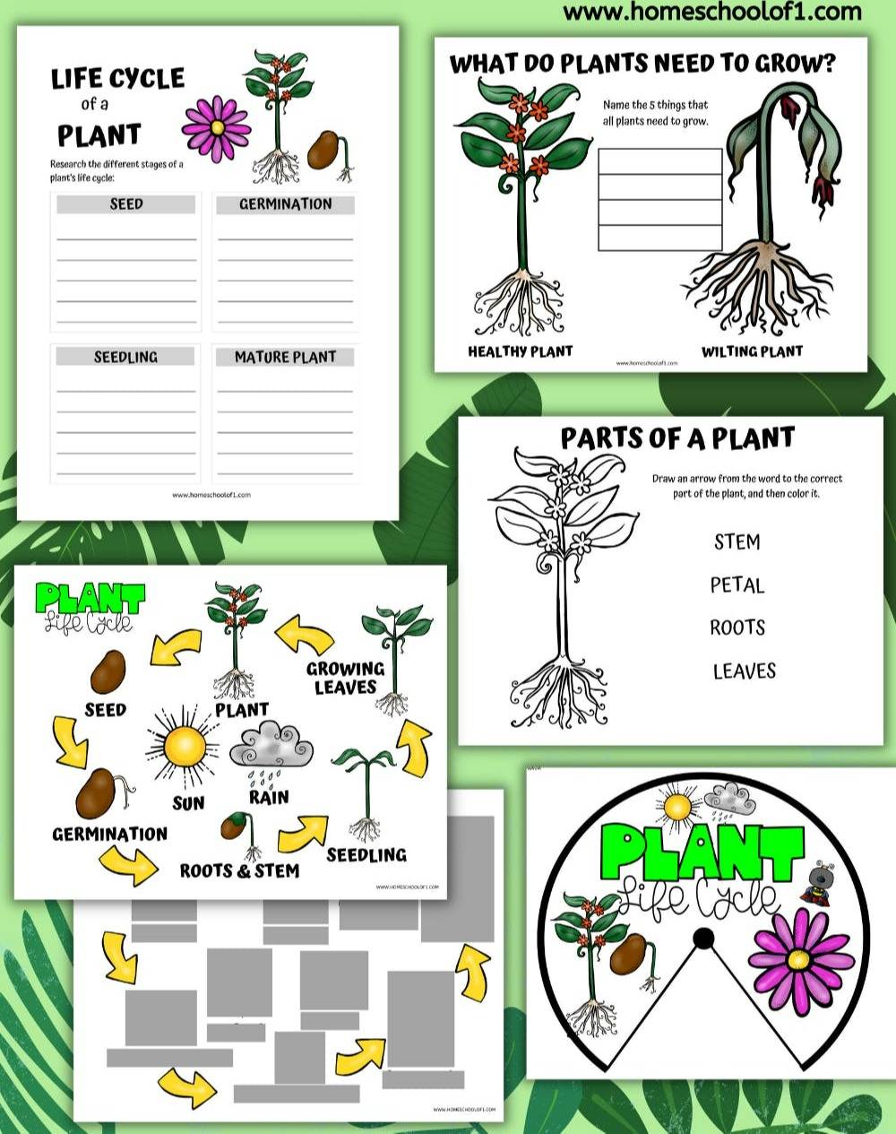Get your free life cycle of a plant worksheets here!