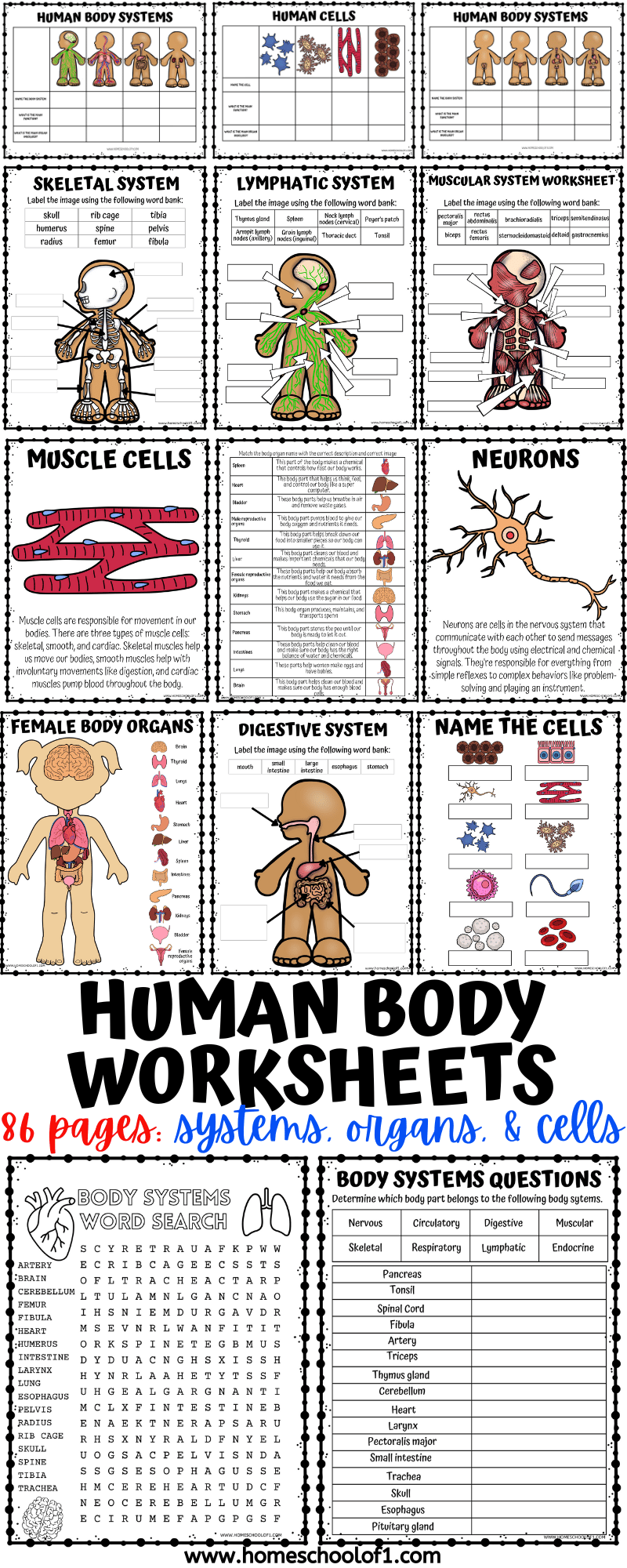 Body Cells, System, Organ Bundle