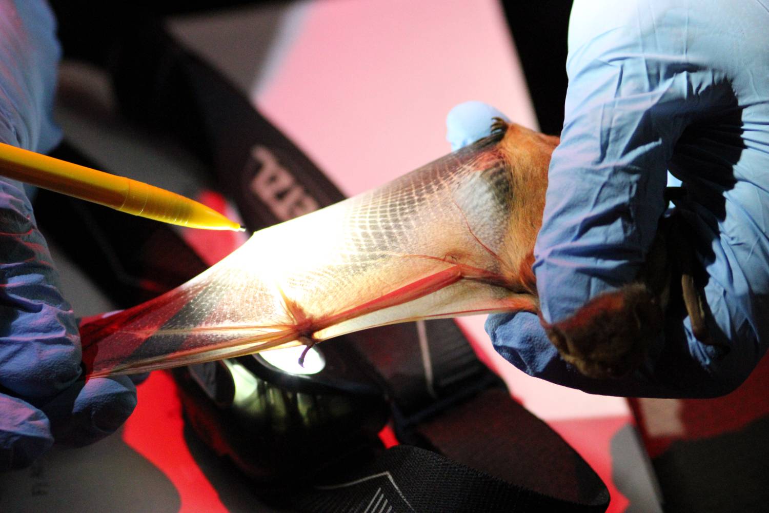 It’s Friggin’ Bats » Will Eskridge