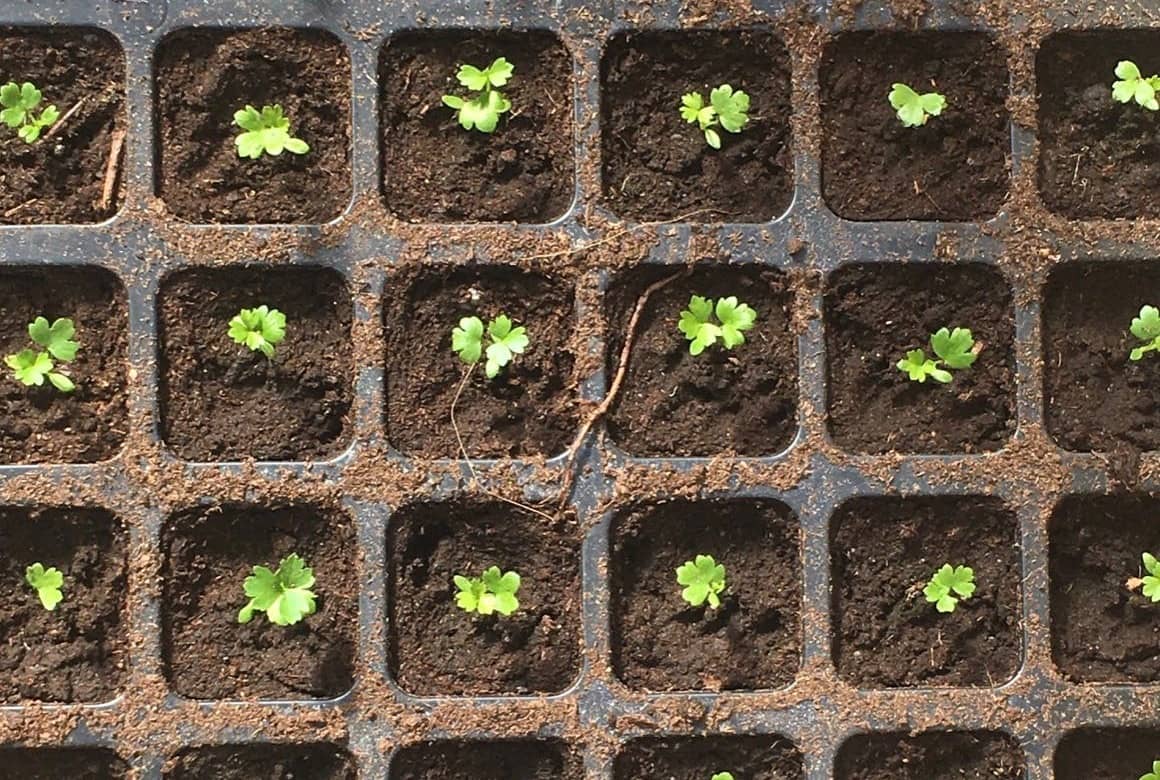 Endelig blir det matkultursenter for barn i Tønsberg! Din guide til forkultivering. Fiskepinner ...