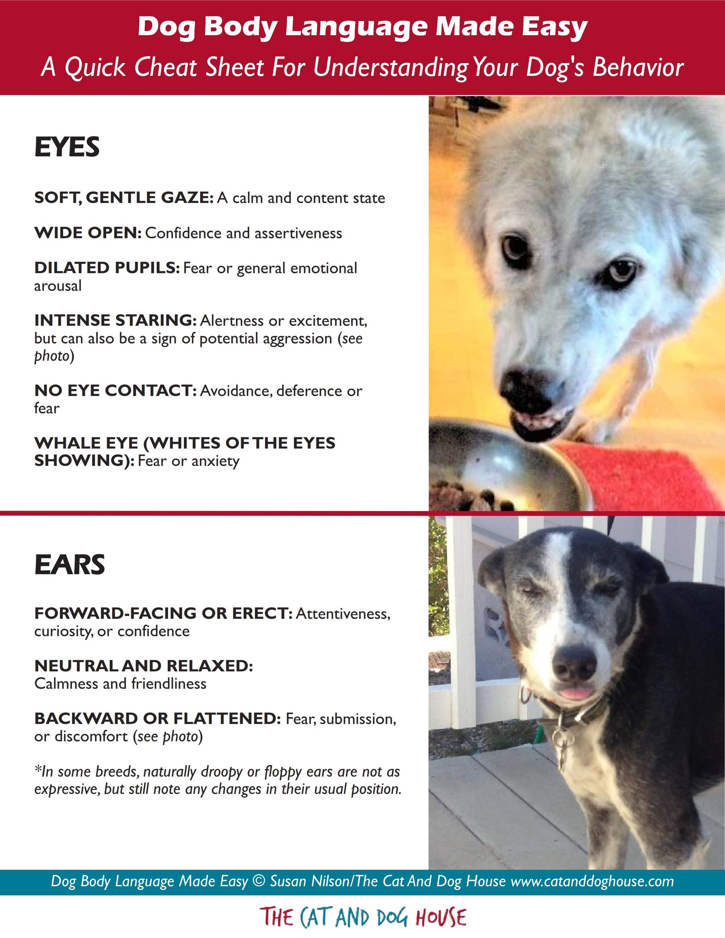 Dog Body Language Made Easy: A Quick Cheat Sheet to Understanding Your ...