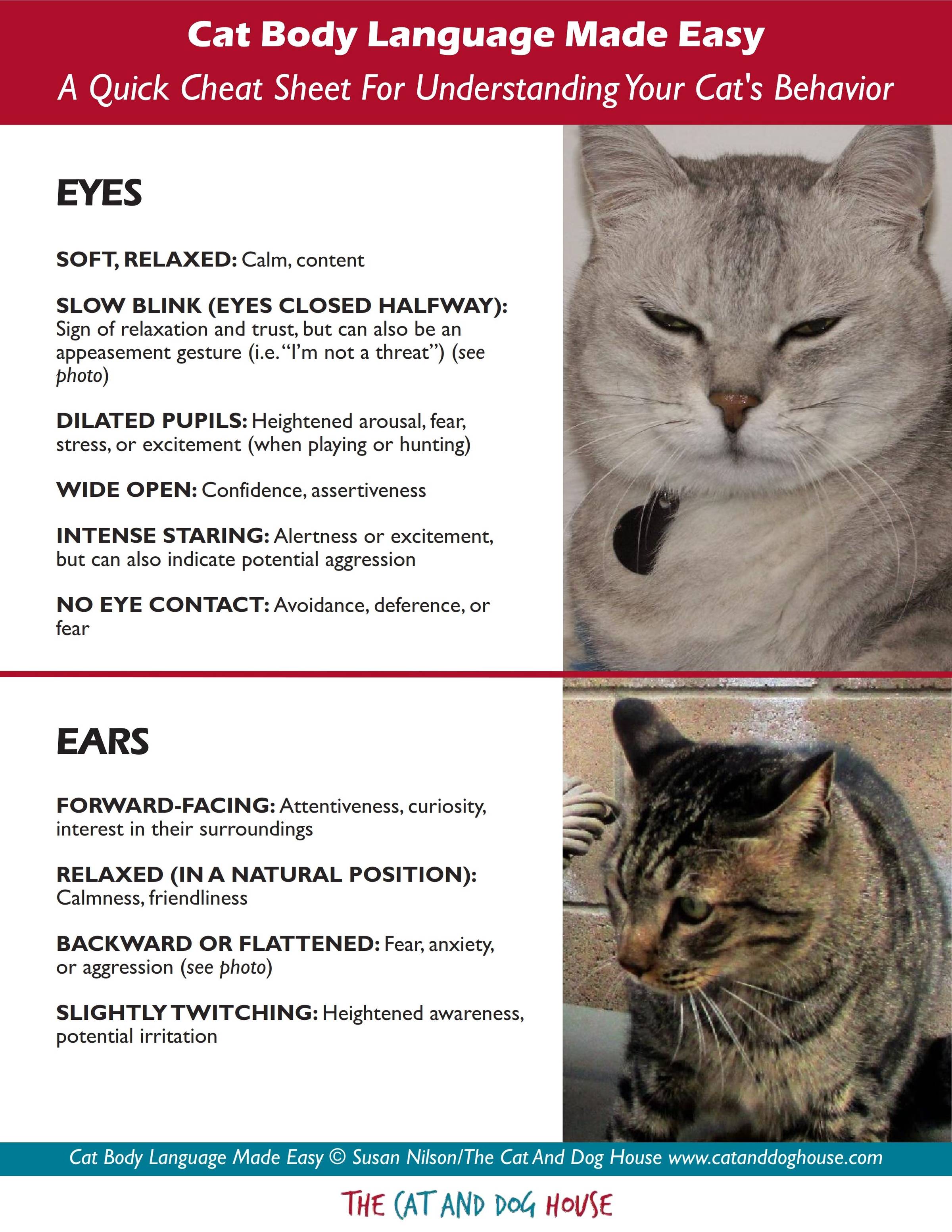 Cat Body Language Made Easy: A Quick Visual Cheat Sheet to ...