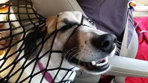 Embrace Your Inner Fundraising Dog 🐶