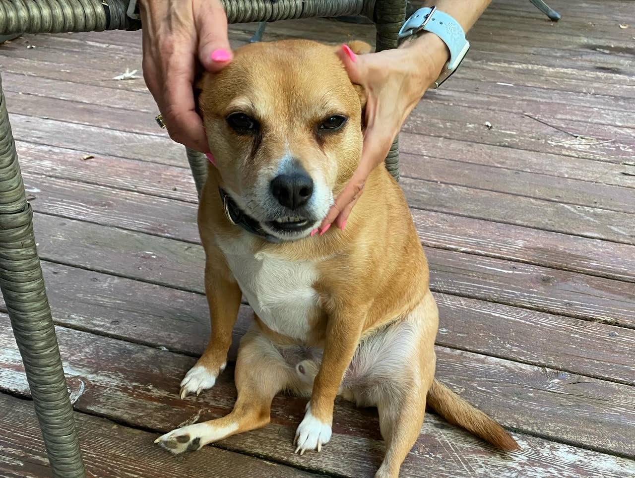 Embrace Your Inner Fundraising Dog 🐶