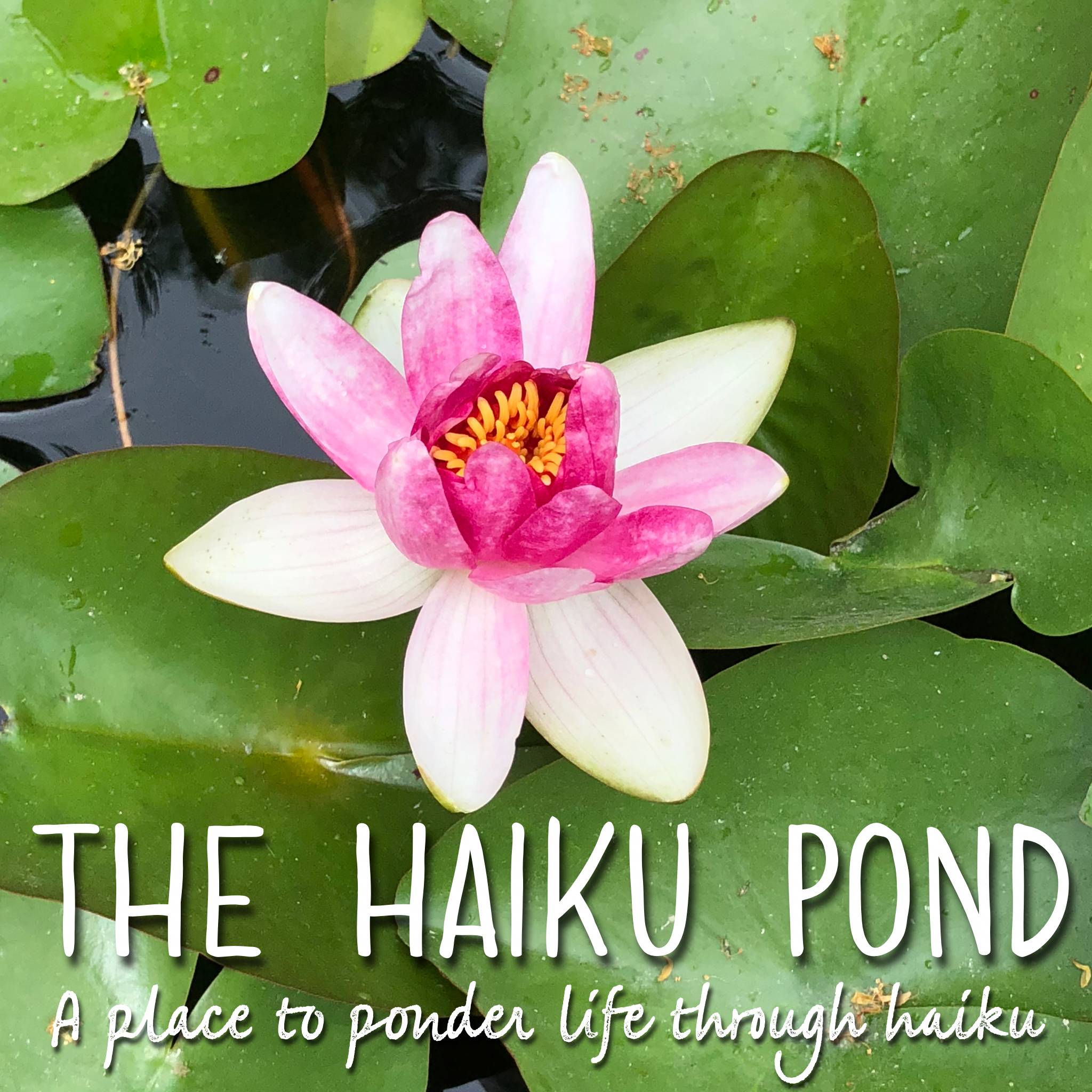 The Haiku Pond