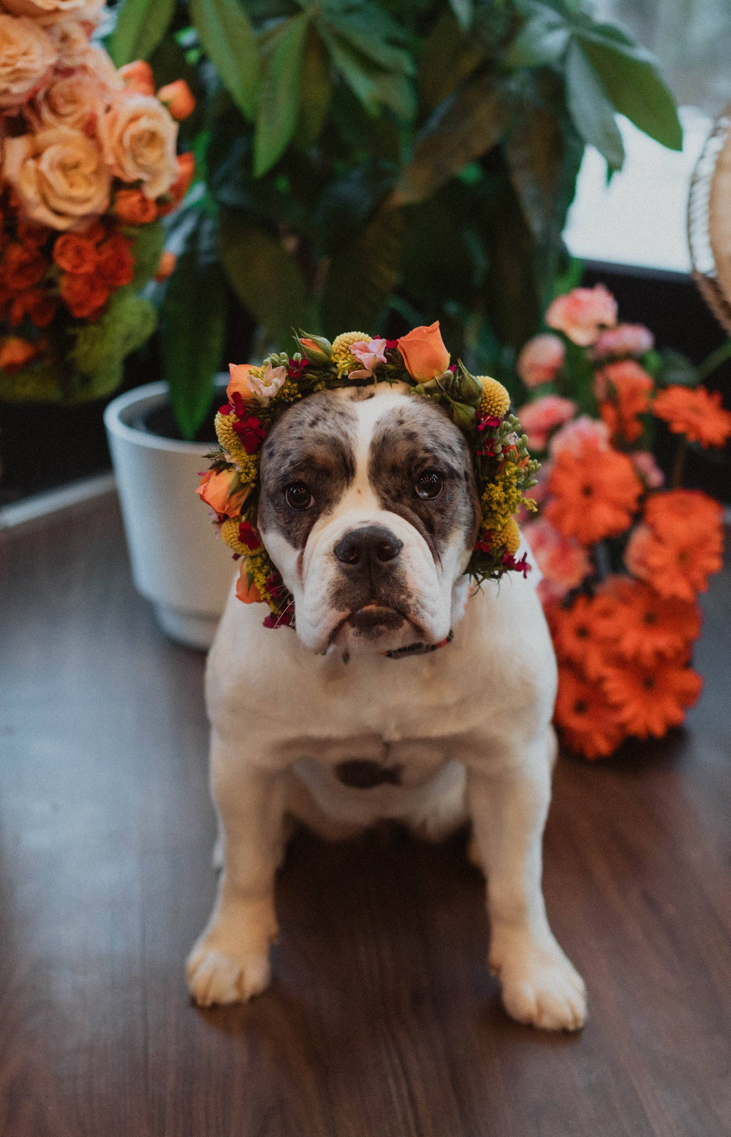 Pet Upgrade - Annual