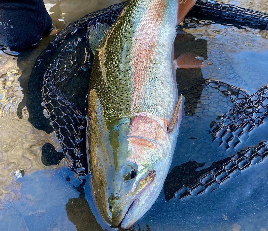 The Steelhead Alley School