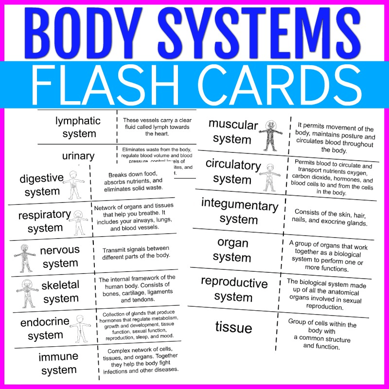 Human Anatomy Flashcards Body Systems Printables - 24hourfamily.com