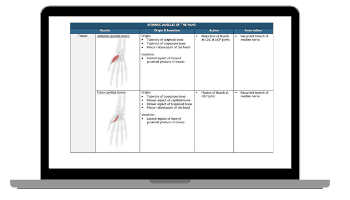 Free Muscle Anatomy Review Chart - PT Exam Prep