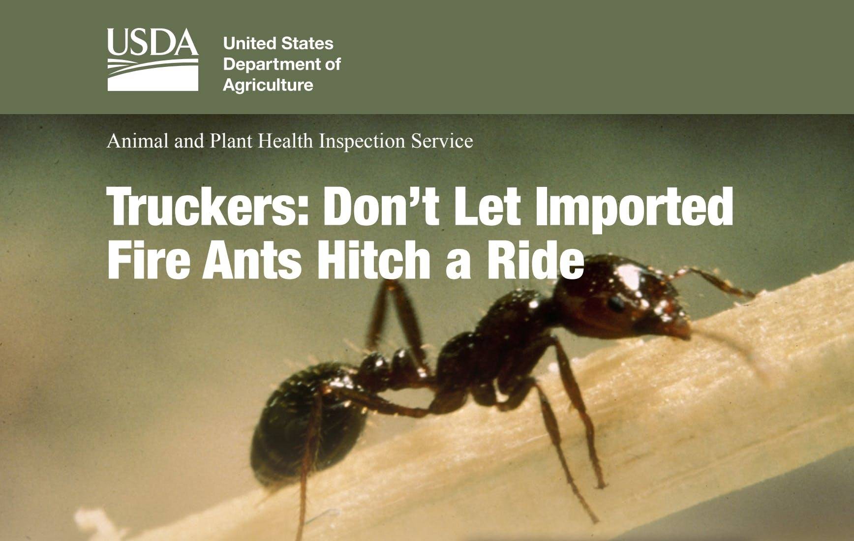 What happens to an insect that hitches a ride far from their home?