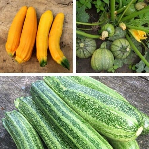 Success with squashes and courgettes