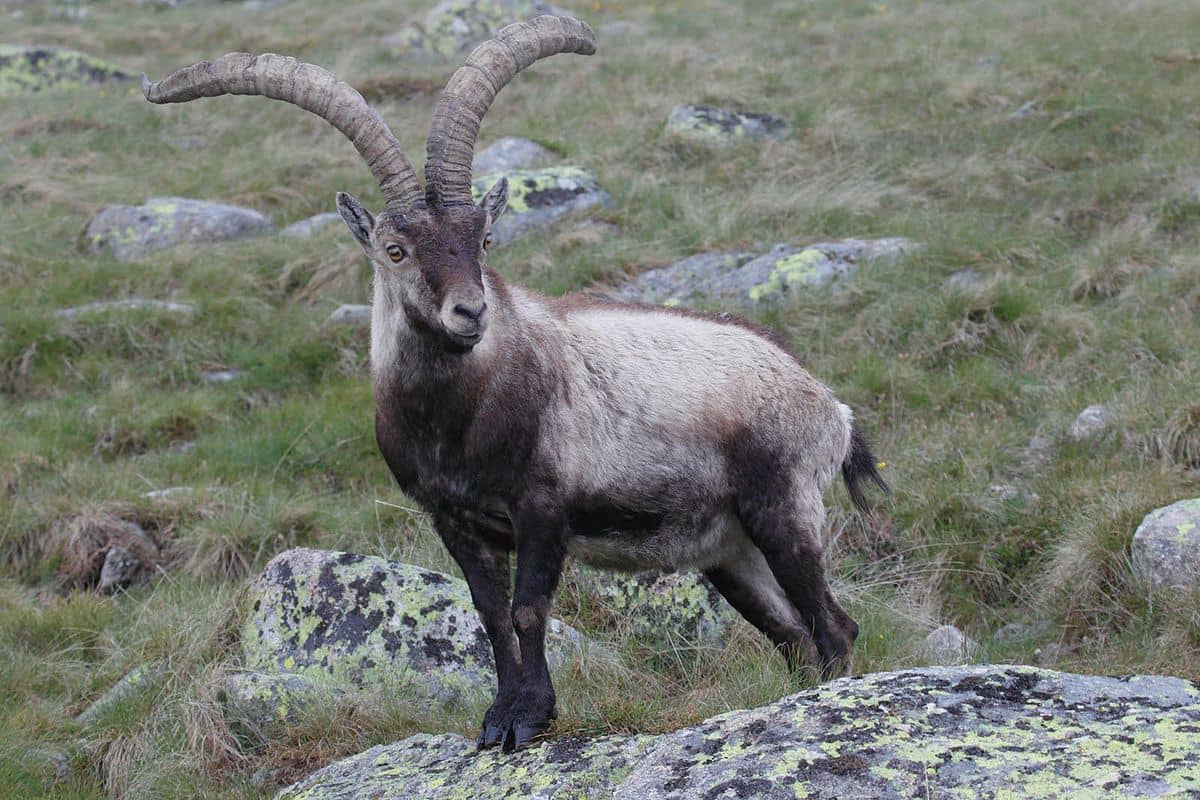 "Extinct" Ibex Thriving After Returning to France - Happiness News ...