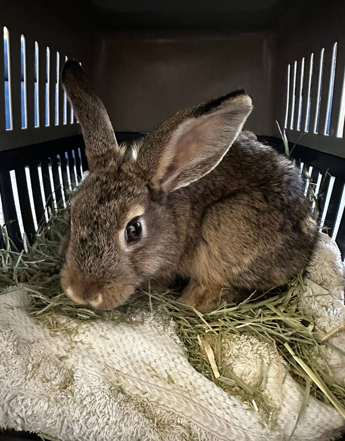 Adopt Houdini – A Healthy Male Rabbit Looking for a Single-Rabbit Home
