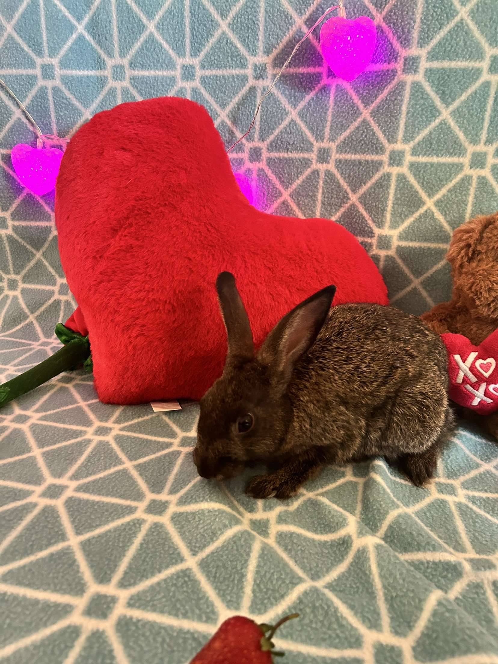 Adopt Choc Chip and HunnyBun – A Bonded Pair of Bunnies Seeking a ...