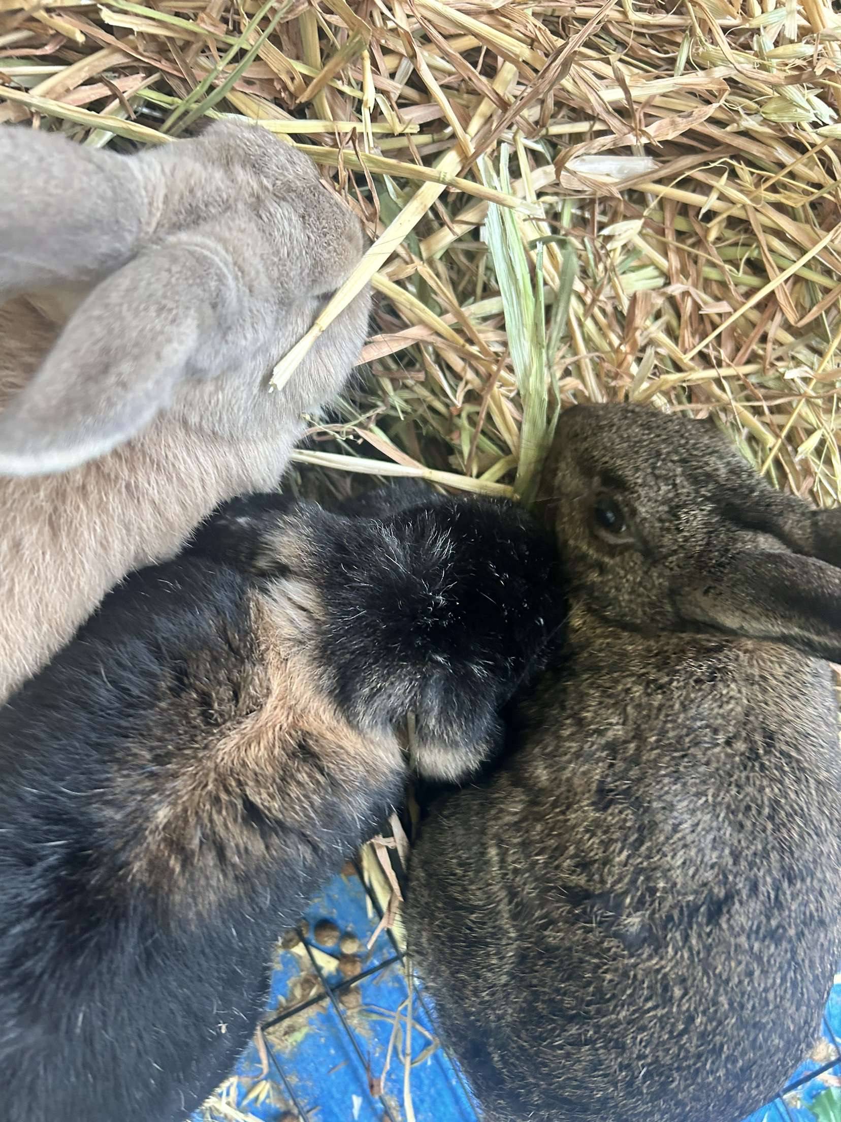 Adopt Choc Chip and HunnyBun – A Bonded Pair of Bunnies Seeking a ...