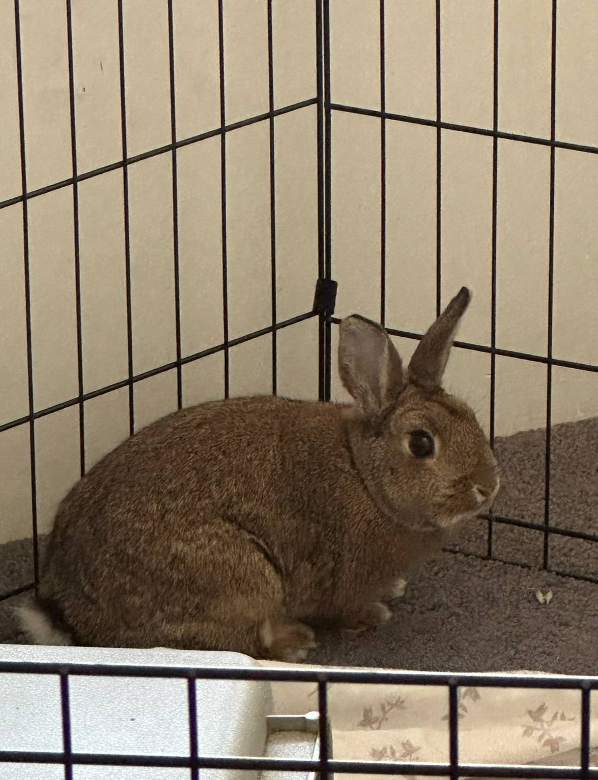 Adopt Houdini – A Healthy Male Rabbit Looking for a Single-Rabbit Home