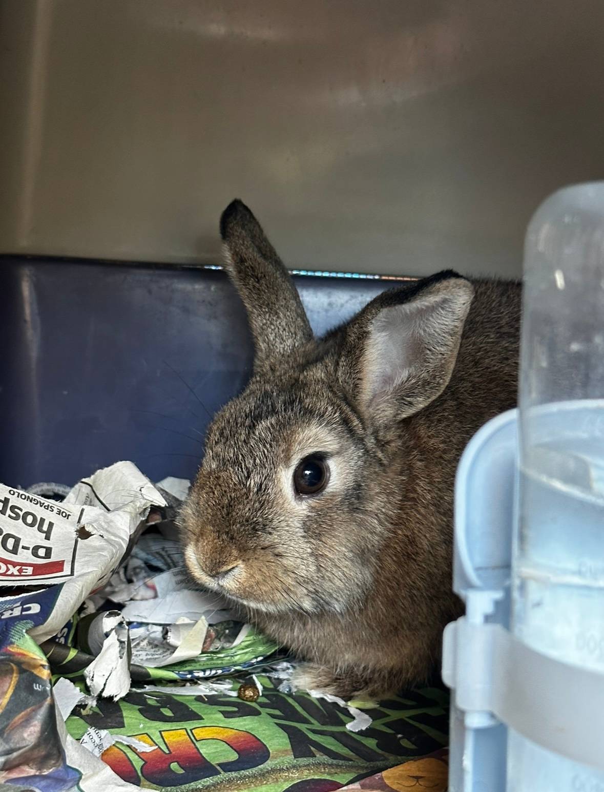 Adopt Houdini – A Healthy Male Rabbit Looking for a Single-Rabbit Home