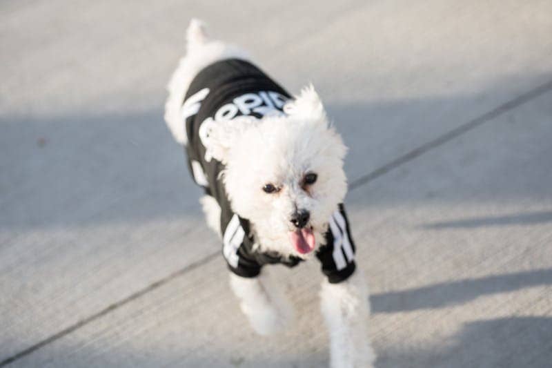 Lessons From My Rescue Dog Rudy.