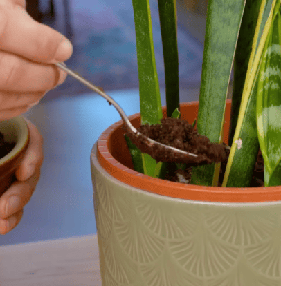 🪴 Stop reusing coffee grounds on your plants