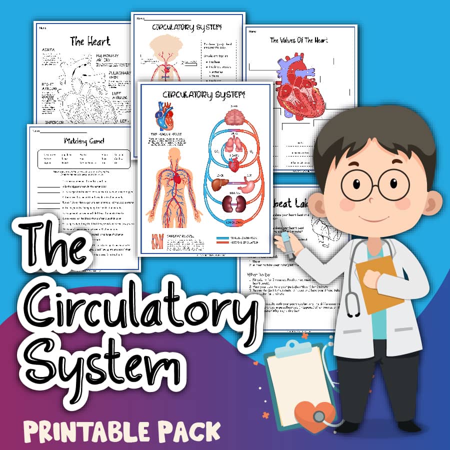 Get Your FREE Circulatory System Activity Kit