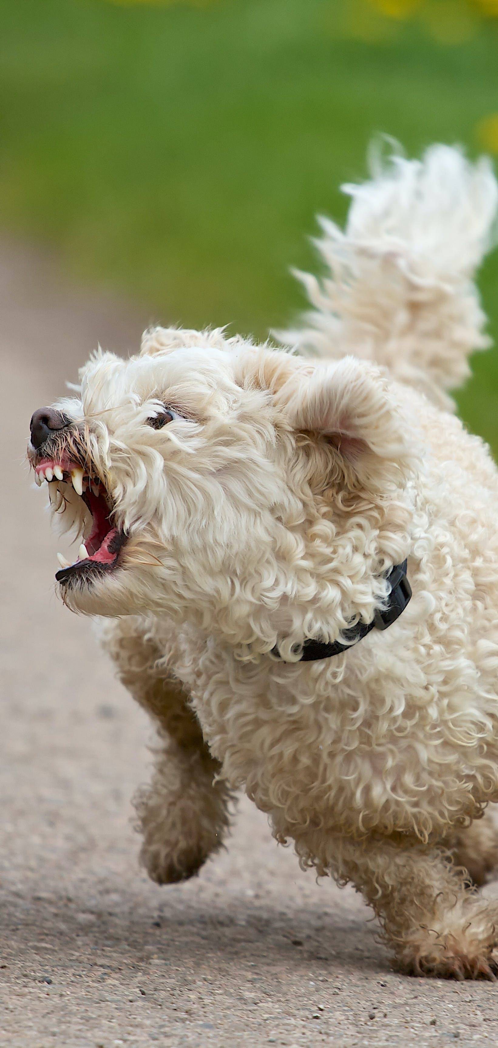 Cranky Canine: From Reactive to Relaxed