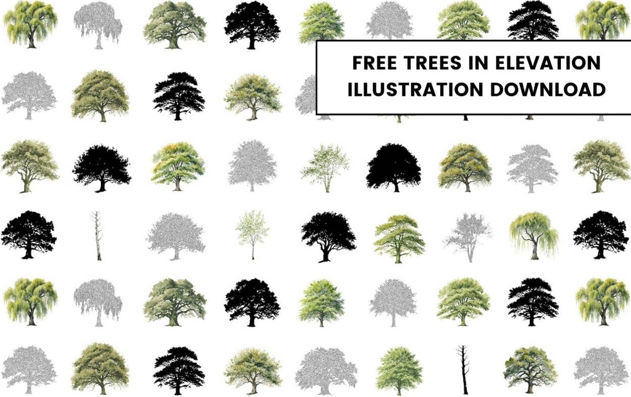 Architectural Trees In Elevation