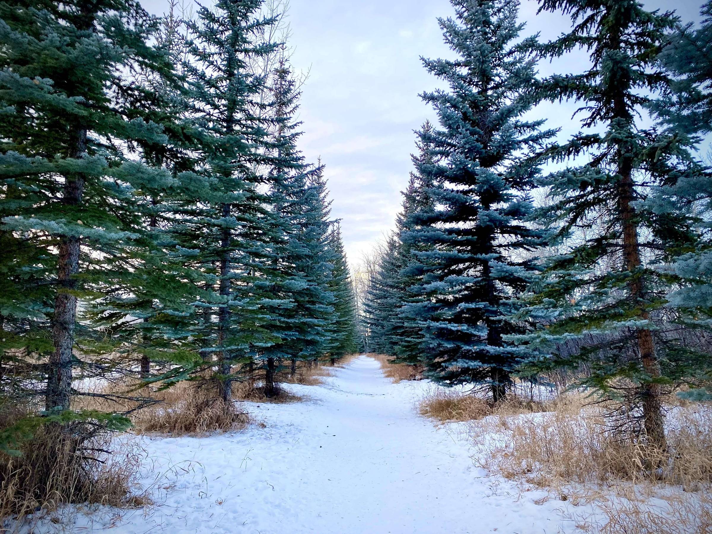 YYC Winter Motivation + Activities Guide