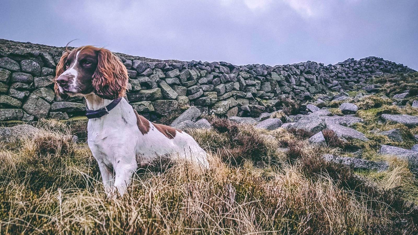 Conservation Detection Dogs 🐕‍🦺