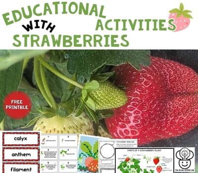 Educational Strawberry Activities - The Homeschool Scientist