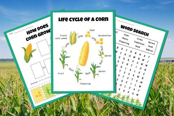 Free Life Cycle of Corn Worksheets