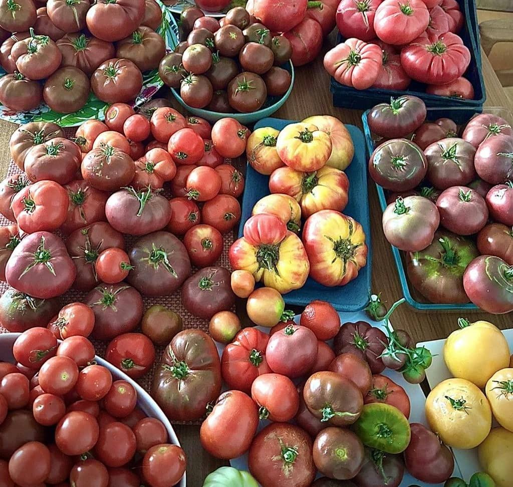 Your Best Tomato Crop Ever (and Whether You Should Go Ahead and Plant Them)