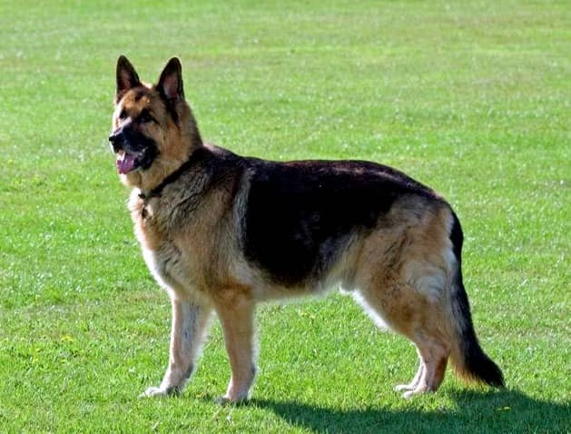 [Things You Need To Know] How Many Bones Do German Shepherds Have?