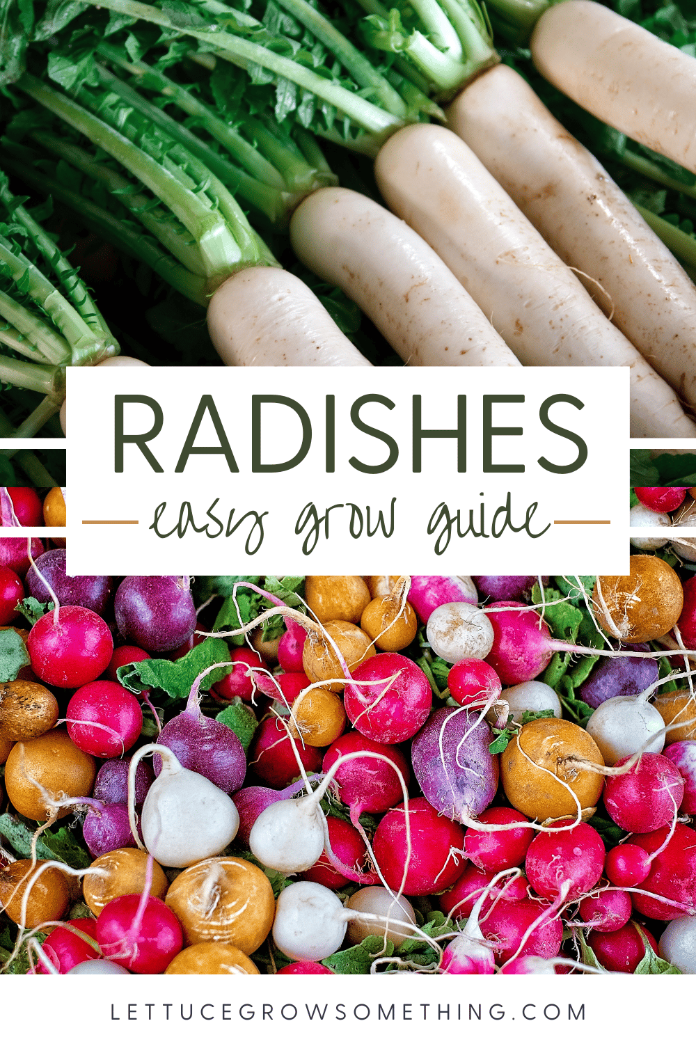 The Radish Guide: Tips for Growing Crunchy Delights
