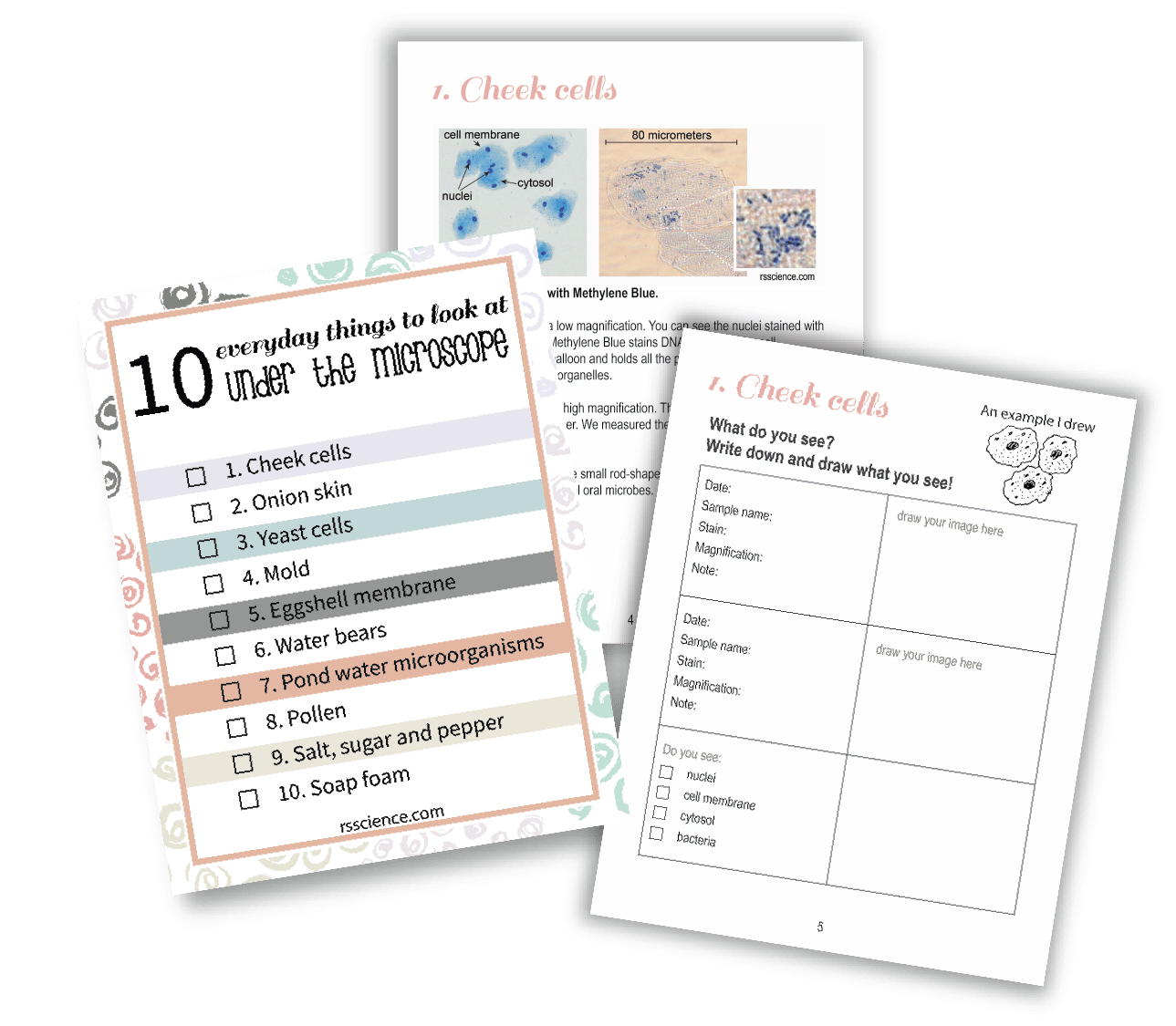 Biological Stains for Microscope You Can Find at Home - Rs' Science